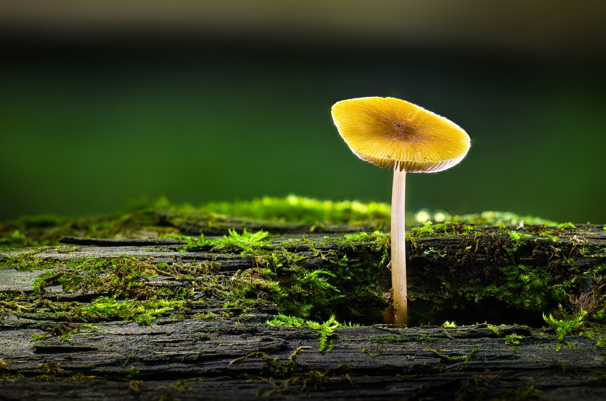 Macro Photography Collection – Fine Art Prints of Nature’s Details ...