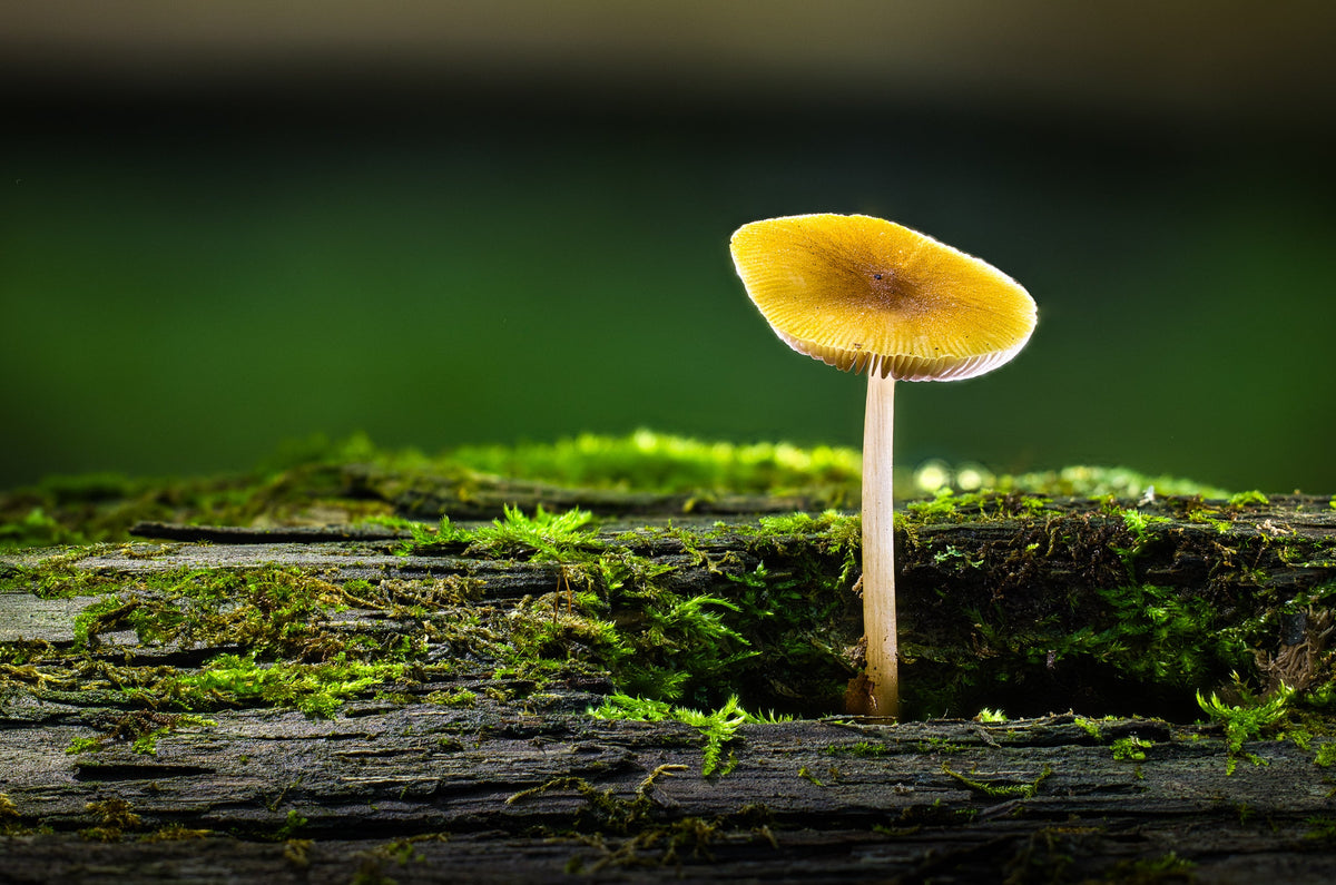 Macro Photography Collection – Fine Art Prints of Nature’s Details ...