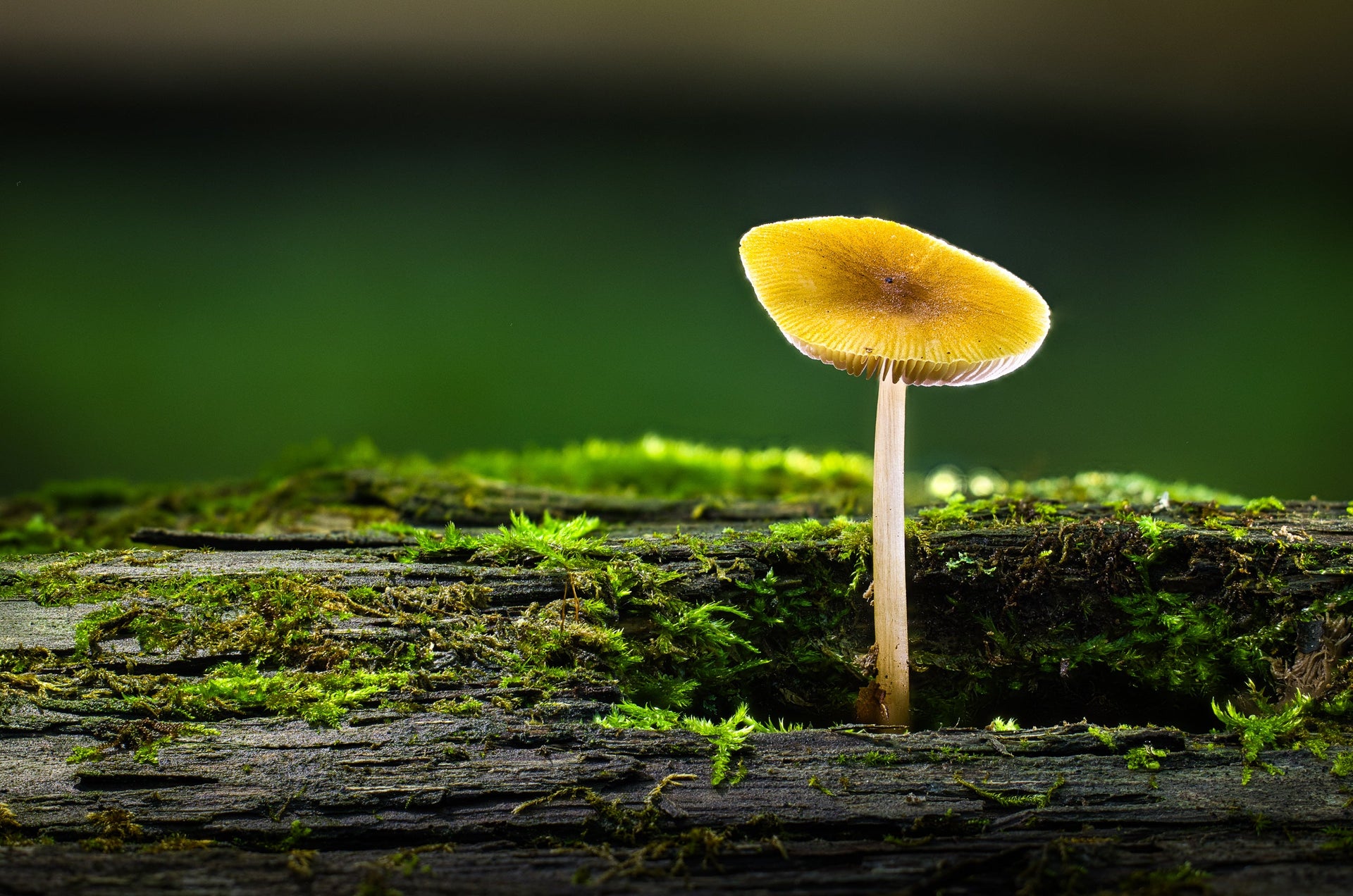 Macro Photography Collection – Fine Art Prints of Nature’s Details ...