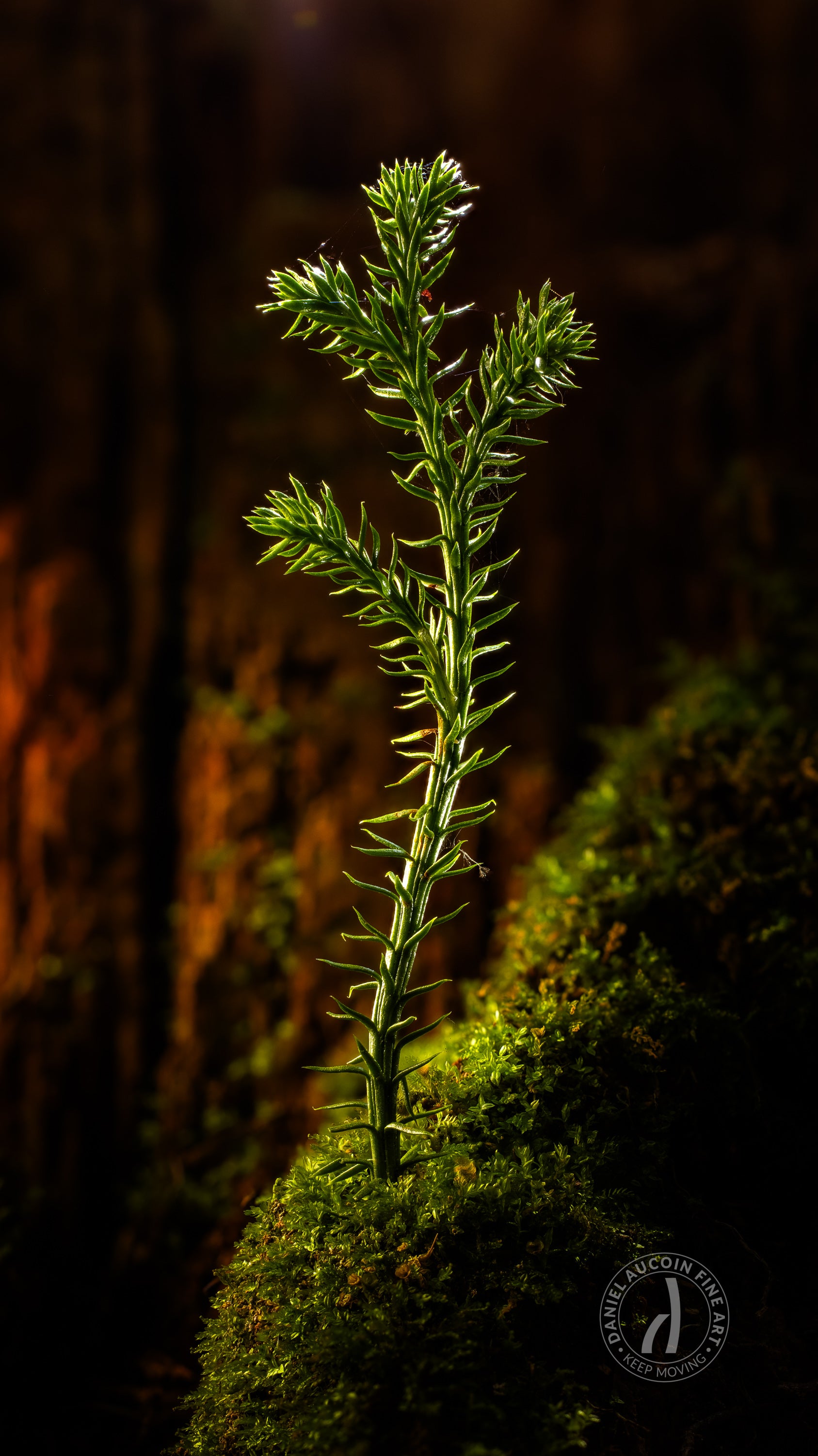 Dancing Needles – Photography Print by Daniel Aucoin – Daniel Aucoin ...