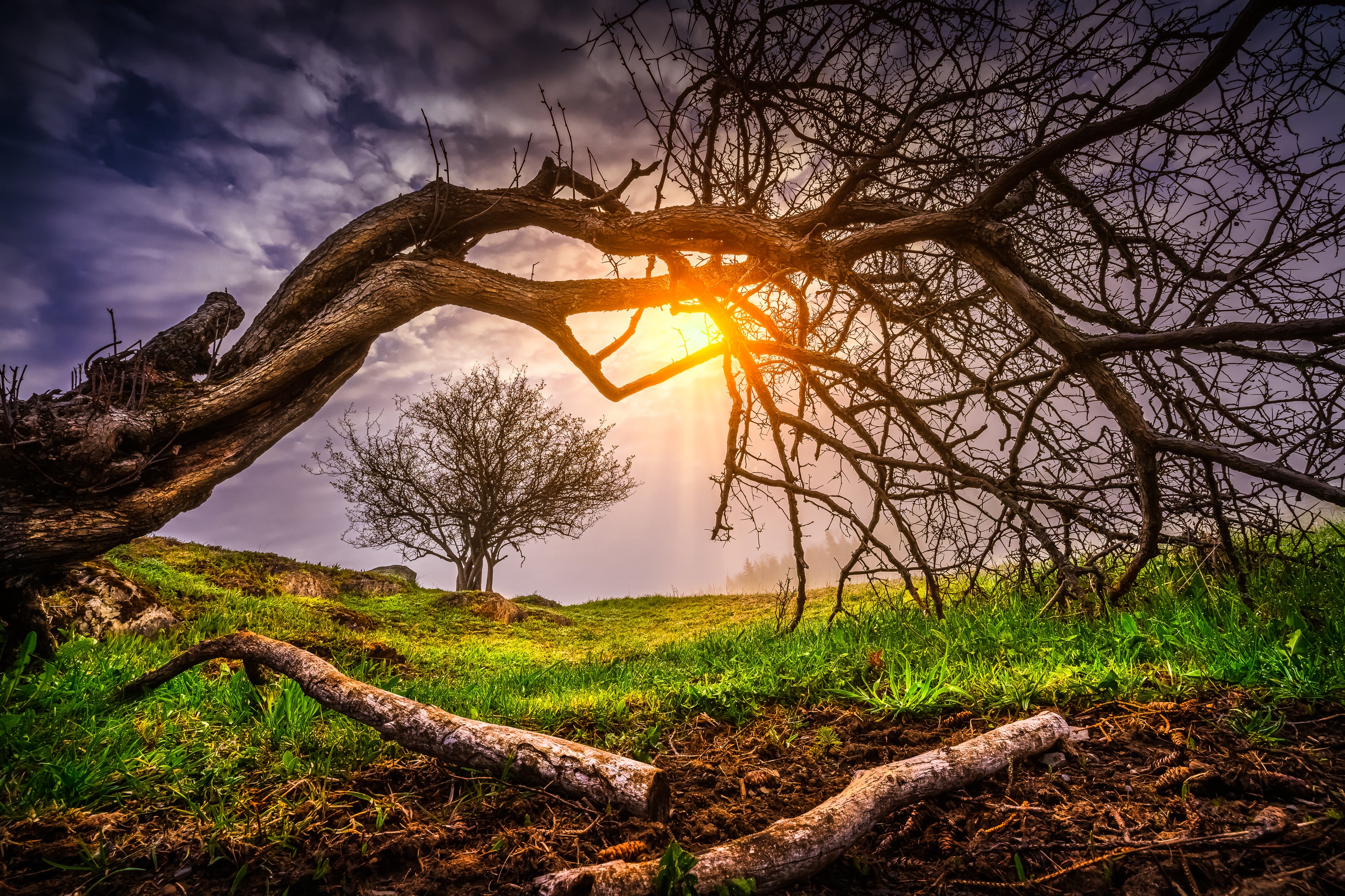 Life Cycle – Fine Art Print – Daniel Aucoin - Fine Art Photography